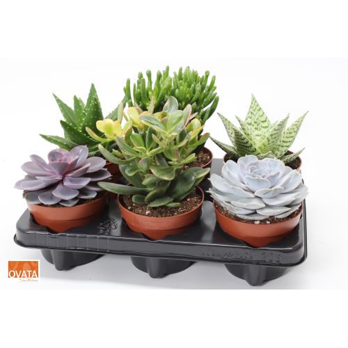 Суккулент микс - Succulenten mixed